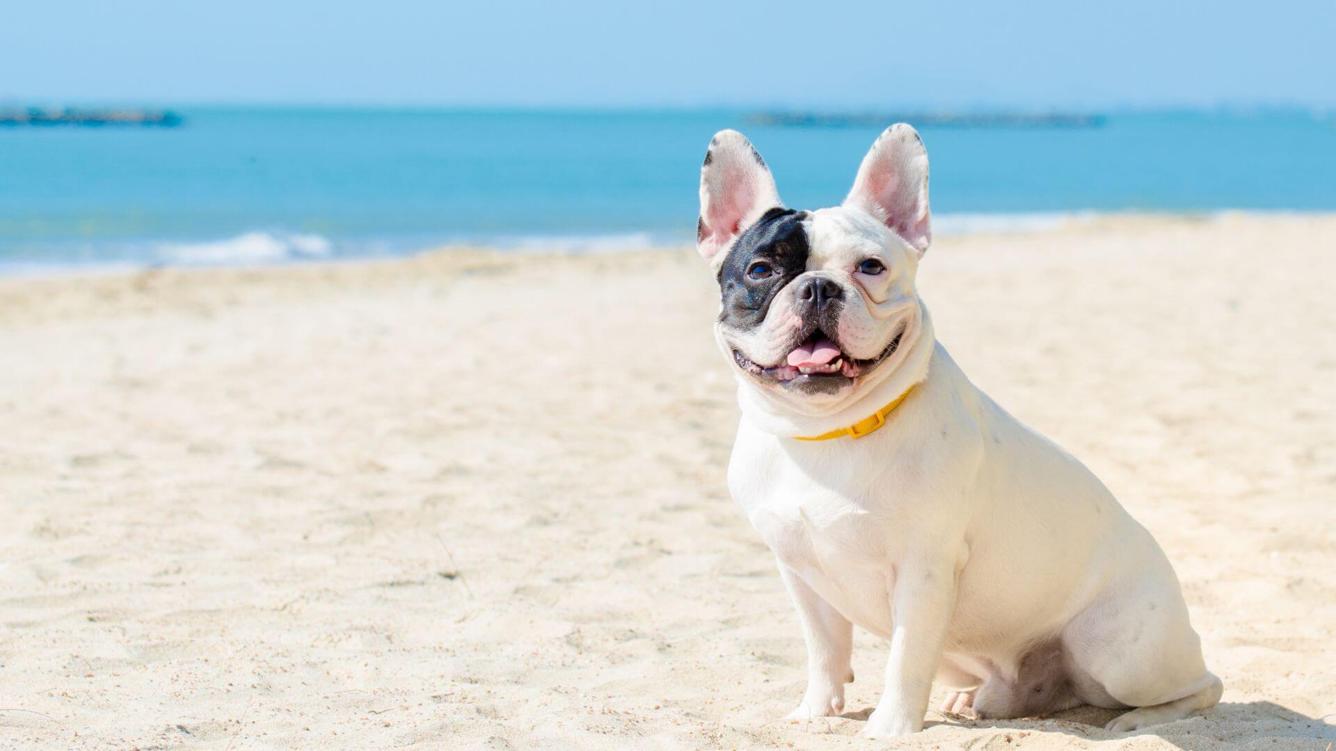 Vet Near Me San Marcos, CA 92069 | SoCal Veterinary Hospital