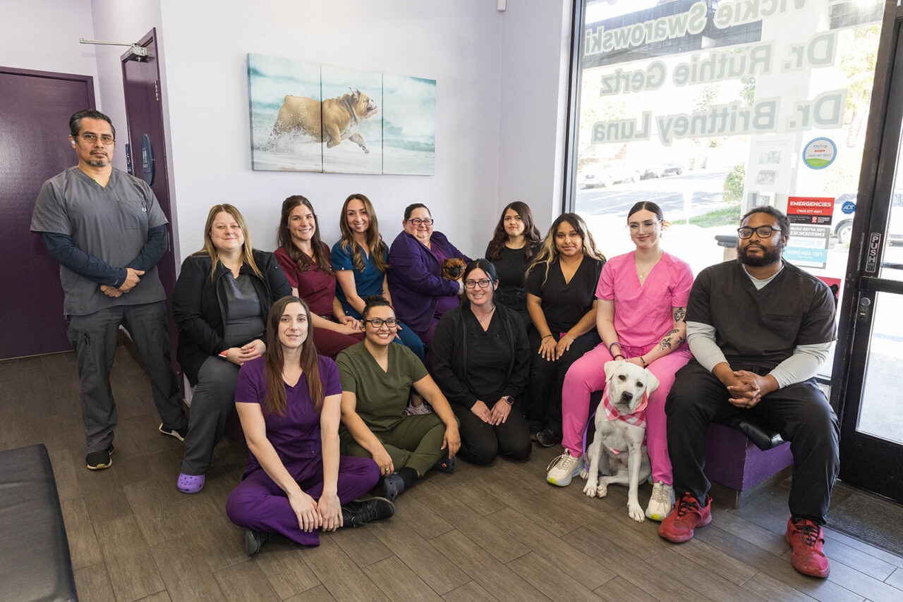 Best Vet Hospital In San Marcos, CA | SoCal Vet Hospital